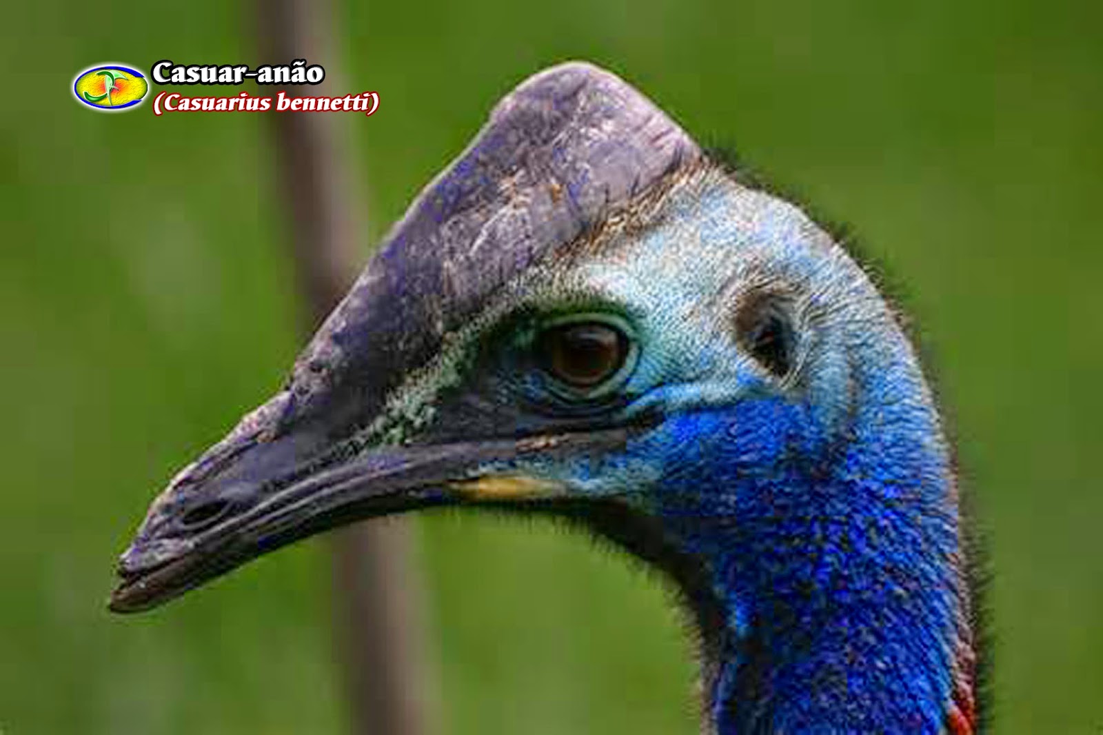 ORNITOLOGIA: Casuar-anão (Casuarius bennetti)